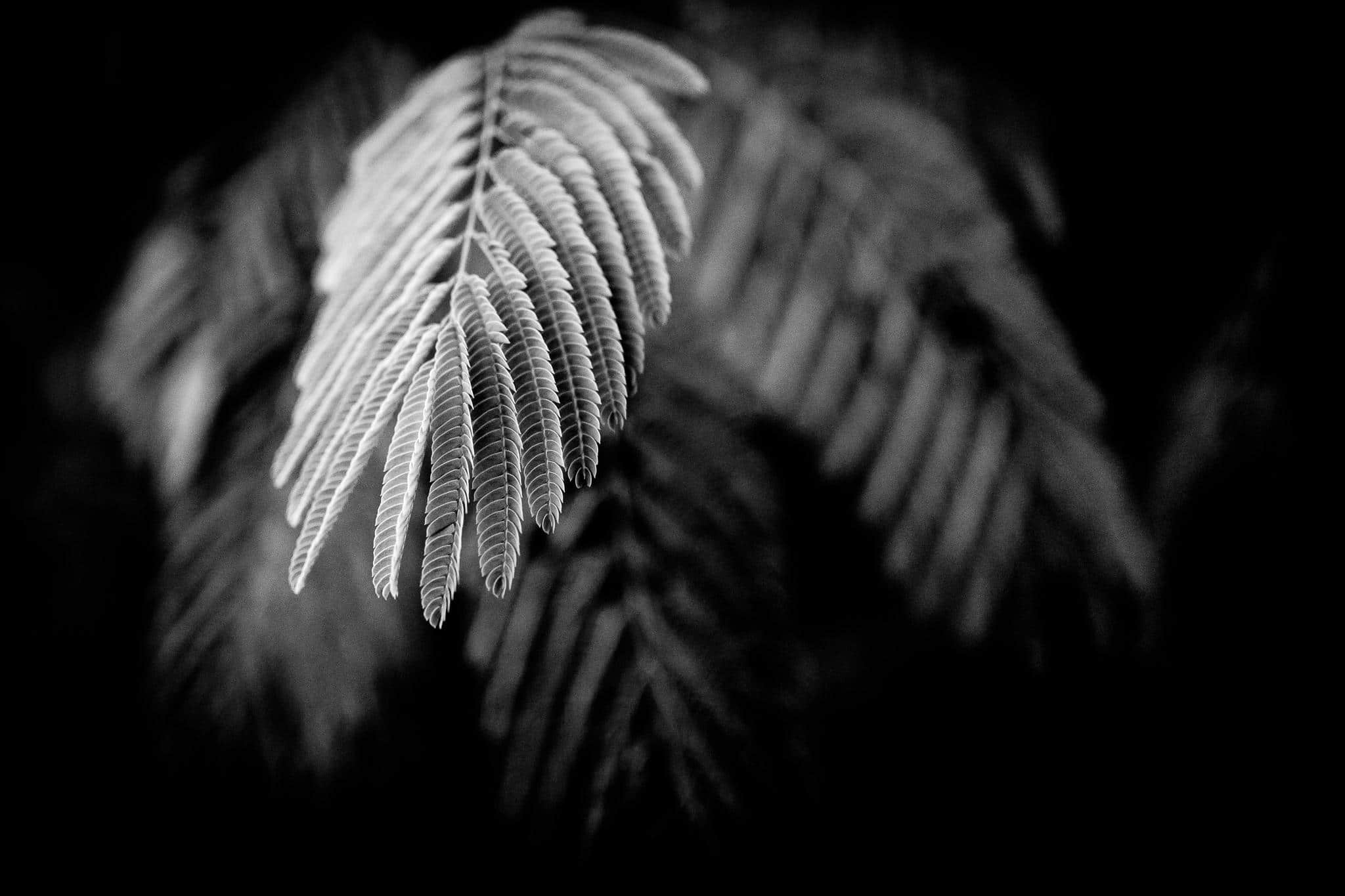 rich clark images – Giclée Printing – Artwork Scanning – Print Sales