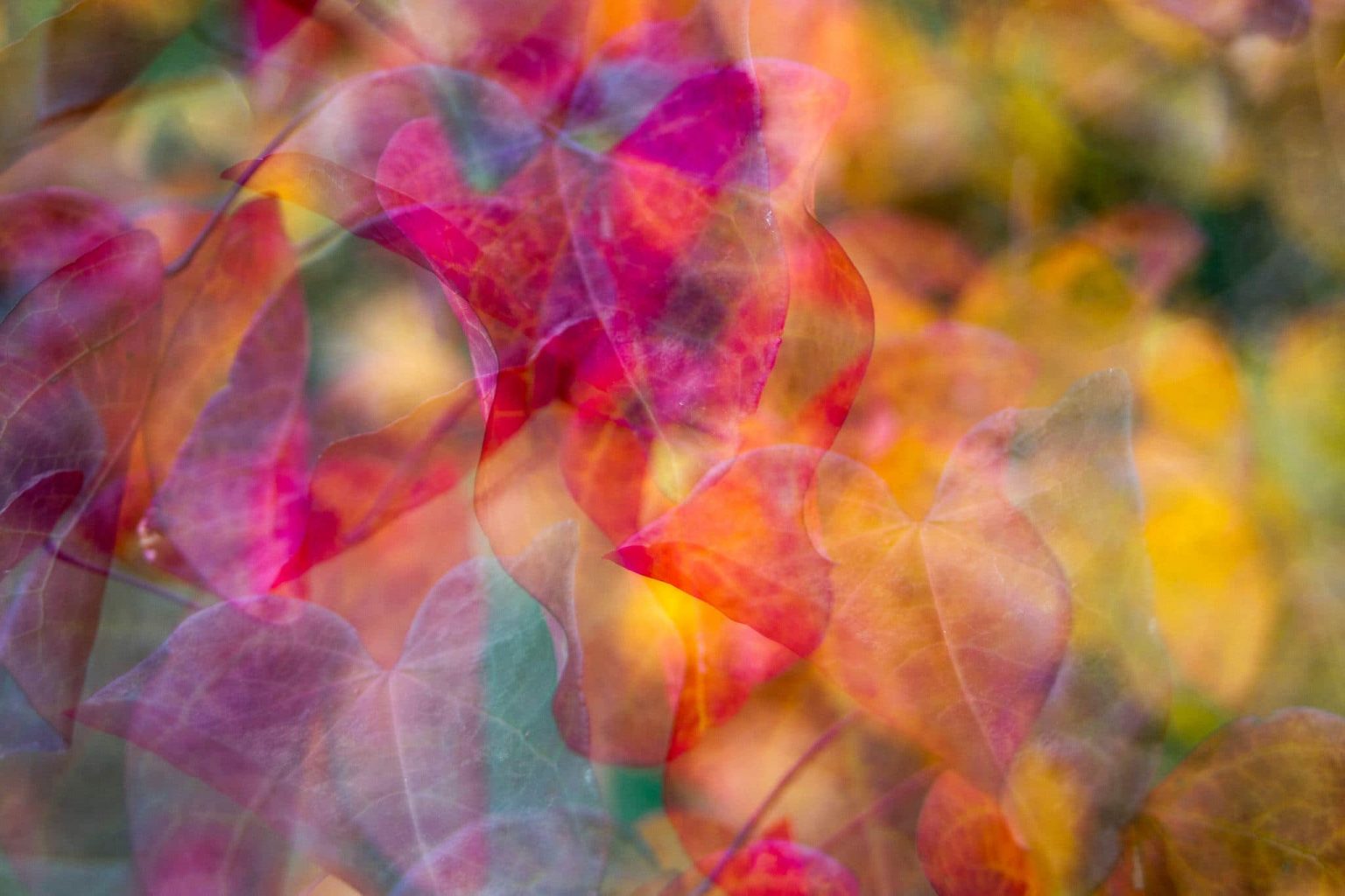 Home - rich clark images