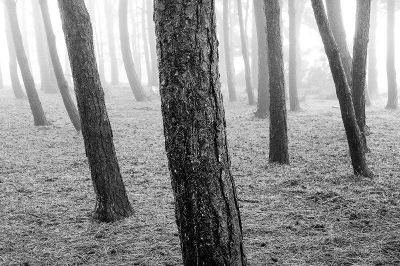 Friends Clump Ashdown Forest - A Photographic Study by Rich Clark